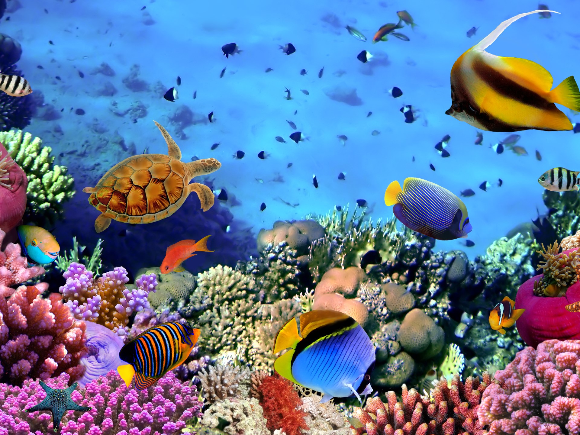 Top 5 des plus beaux sites de plongée en Mer Rouge » Enroutes