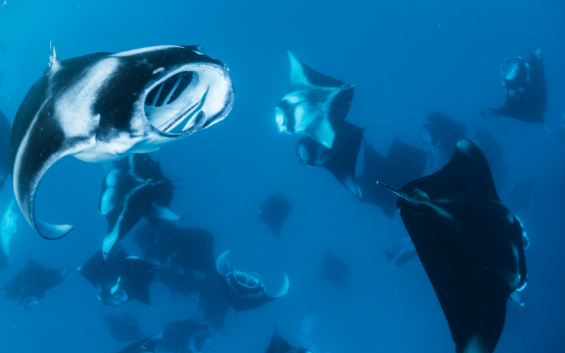 Où voir des raies mantas aux Seychelles ? » Enroutes